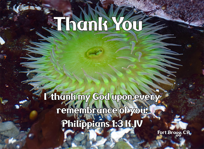 Compassion Card- Thank You (10 ct)
